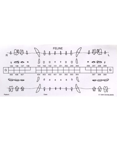 Big-O Dentalabels Dental Chart - IMS Euro